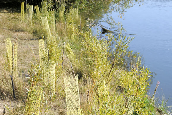 Natural Area Restoration - KidsHubs